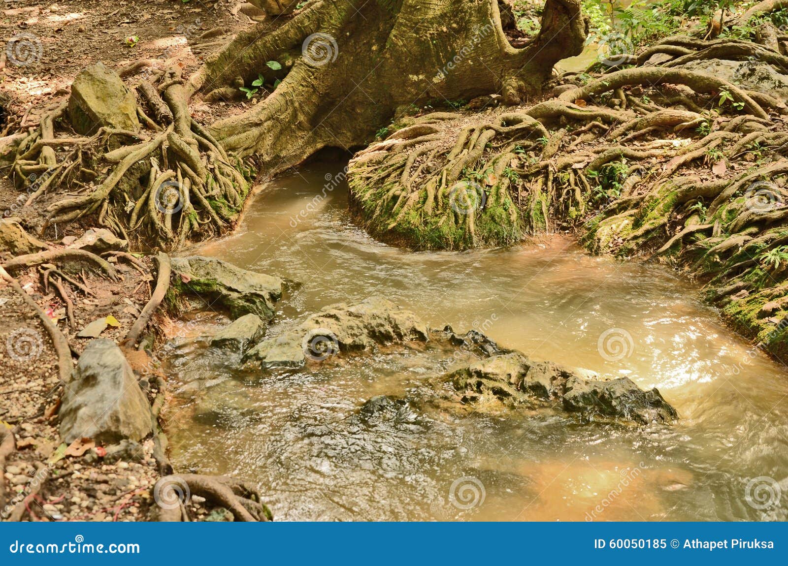 Water Stream through the Tree Stock Image - Image of ground, root: 60050185