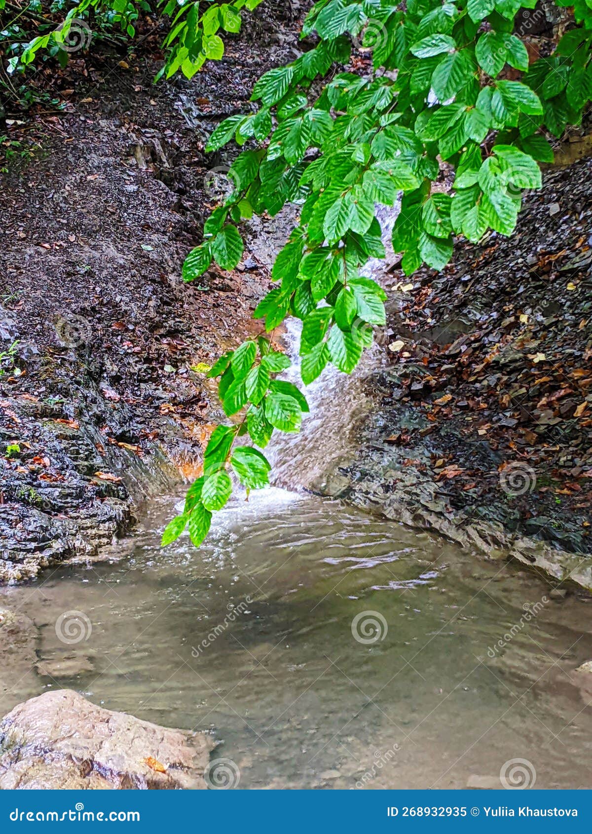 Water Stream of Waterfall Cascade in Nature Forest Stock Image - Image ...