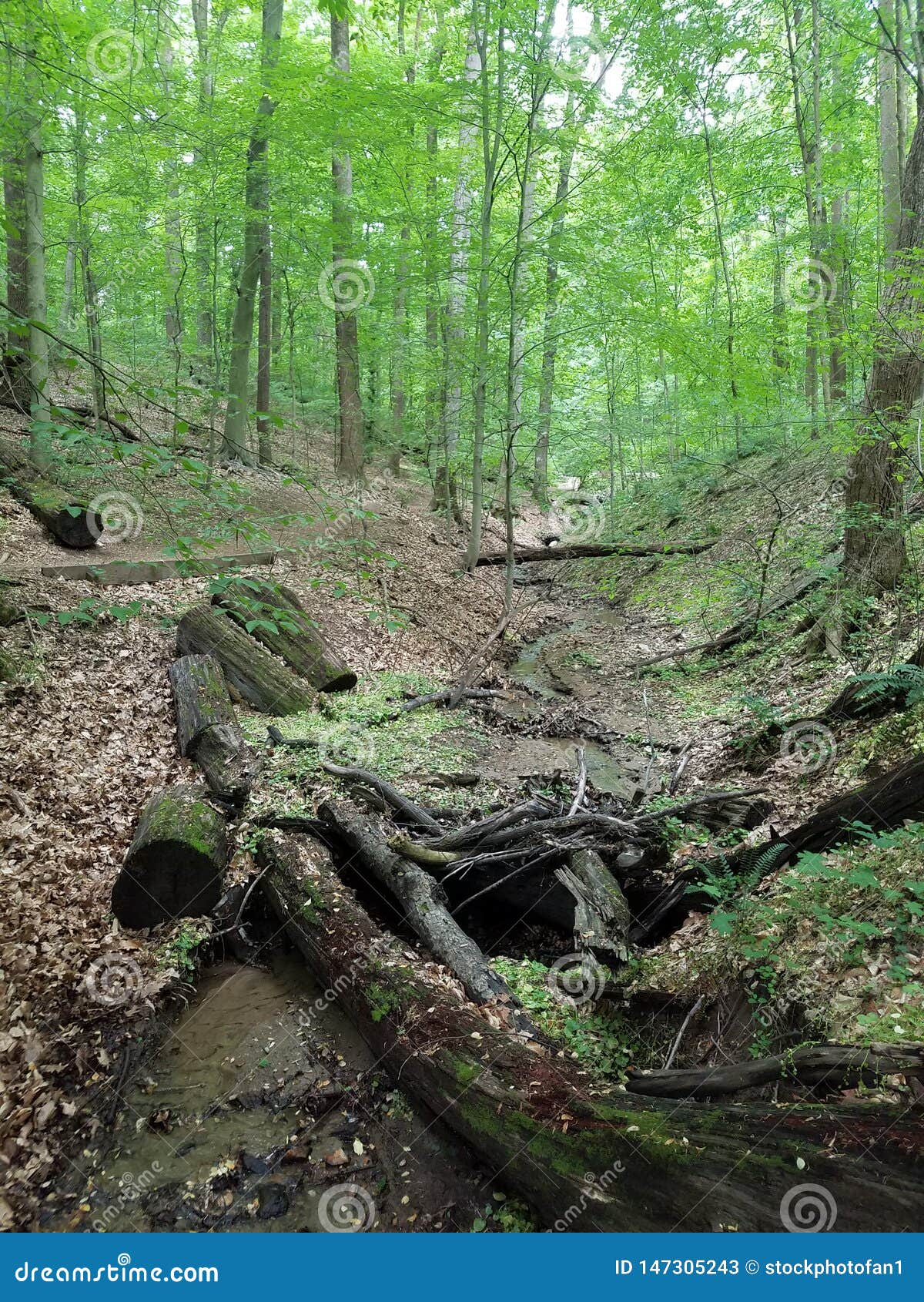 Water in Stream in Woods or Forest with Logs and Tree Trunks Stock ...