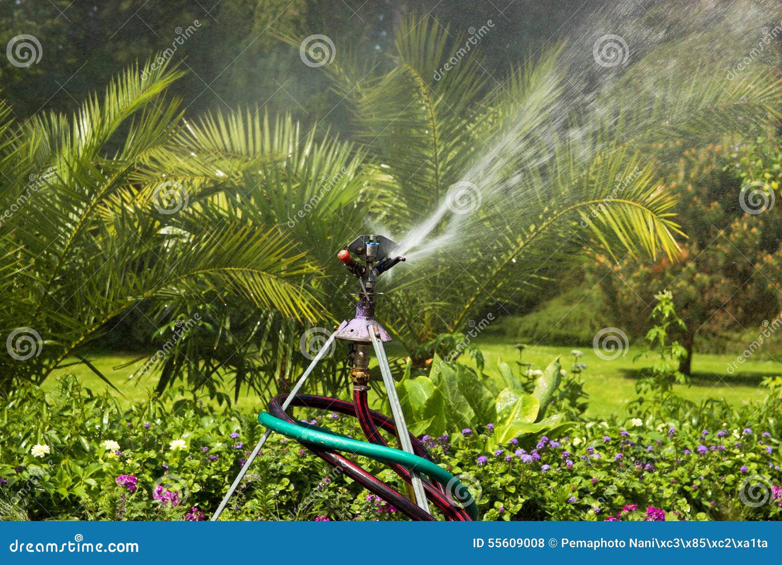 Water Streamer stock photo. Image of plants, garden, flowers - 55609008