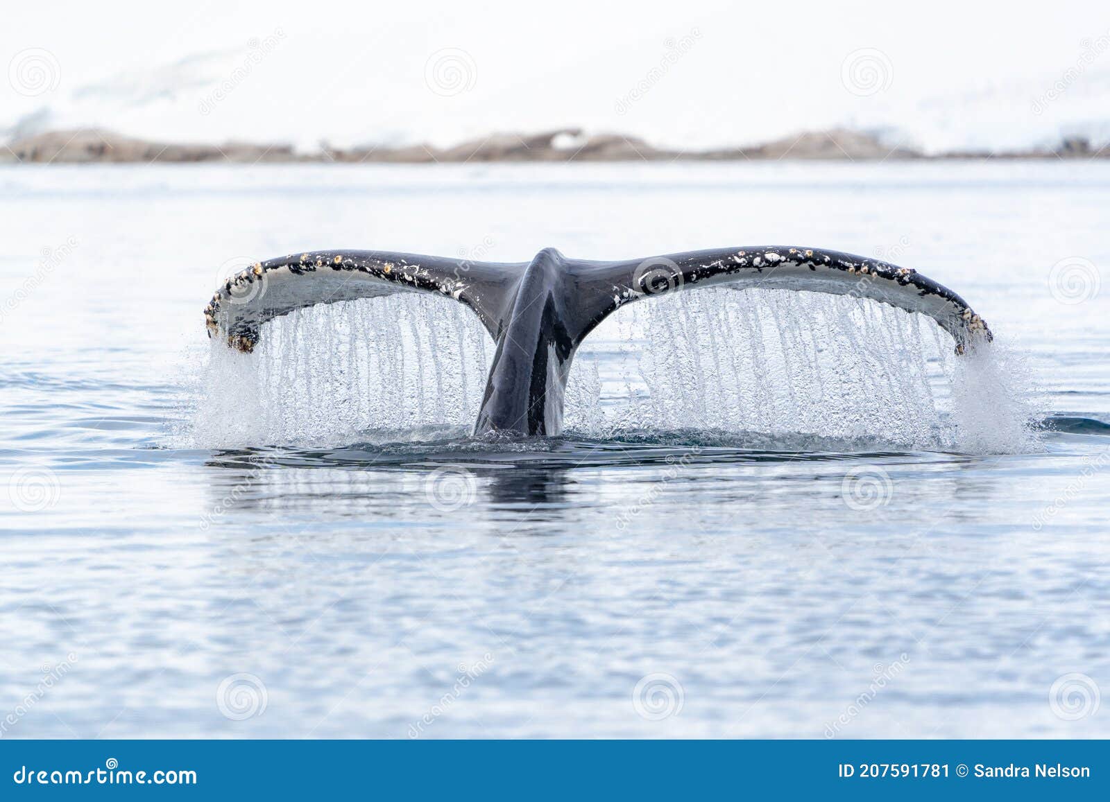 Blowholes Of Fin Whales, Finback Whales, Common Rorqual, Herring Whales ...