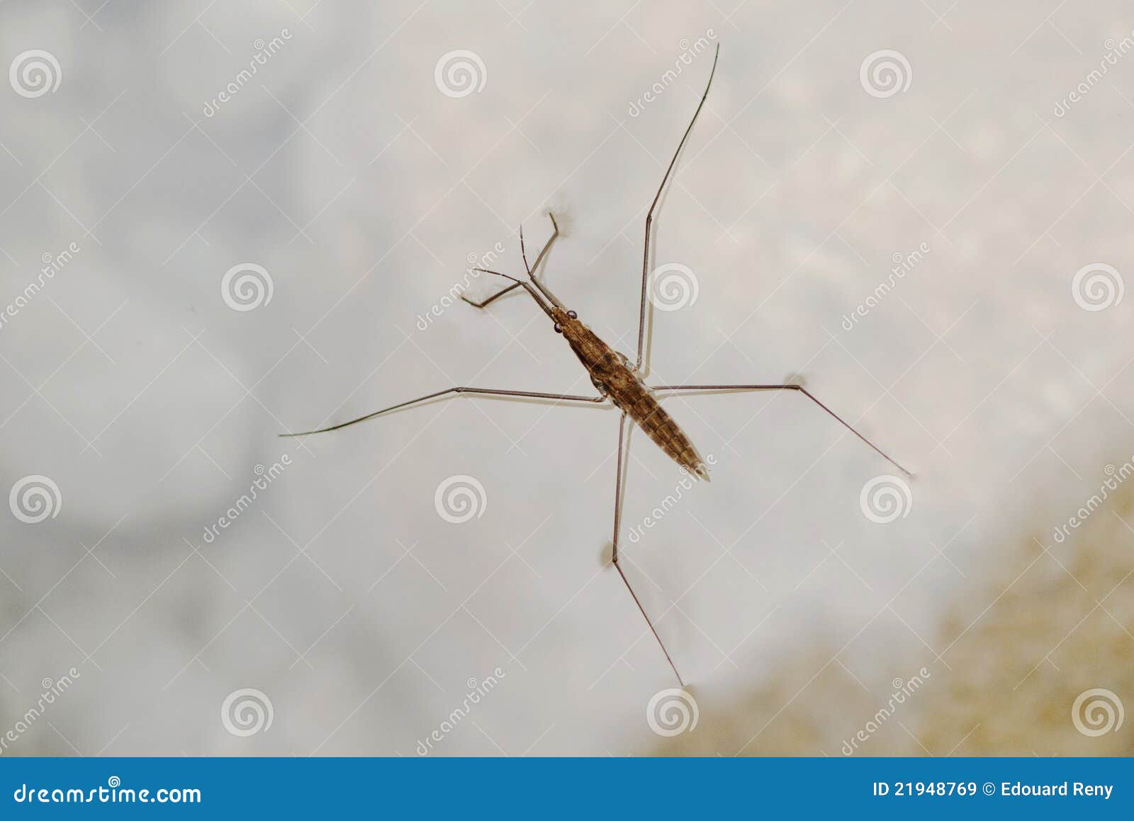 Water strider stock image. Image of swimming, predatory - 21948769