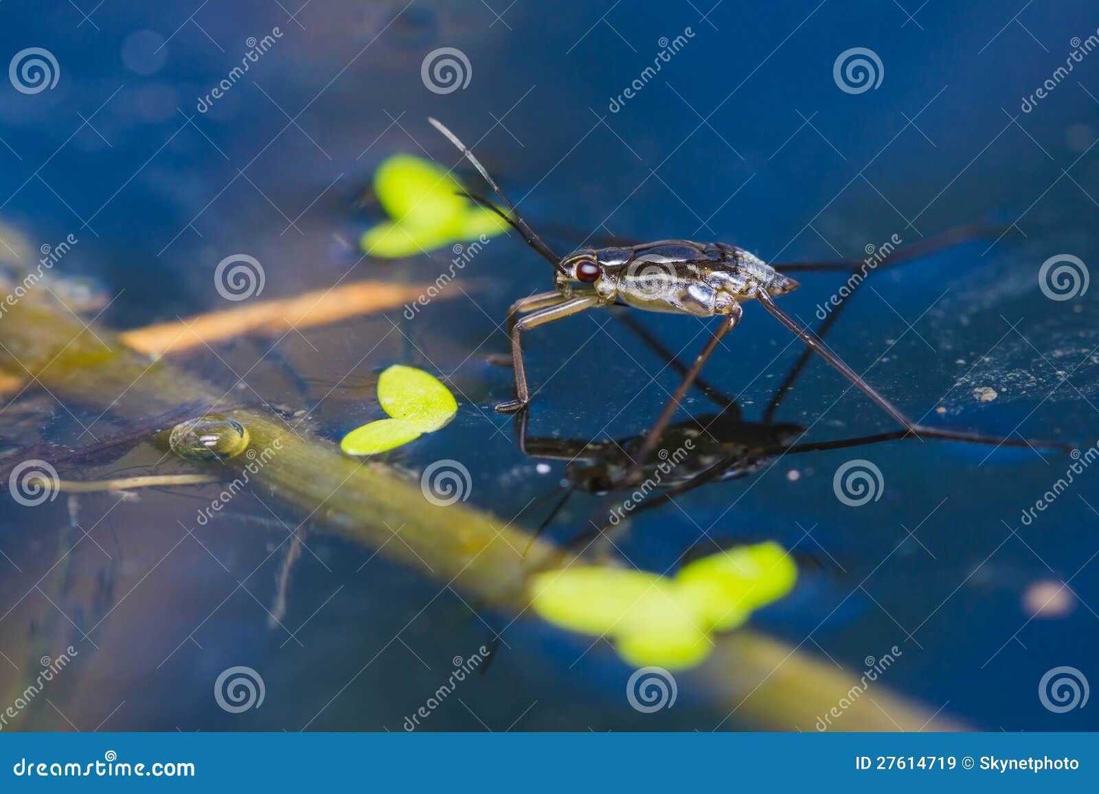 Water strider stock image. Image of pond, closeup, skater - 27614719