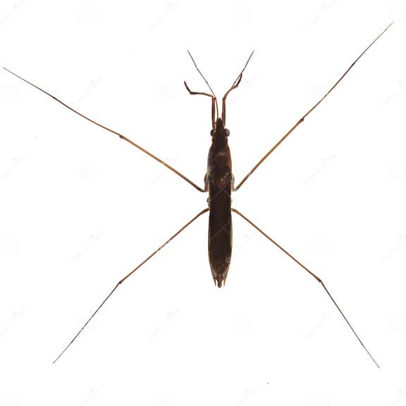 Water strider stock photo. Image of detail, strider, skeeter - 6043090