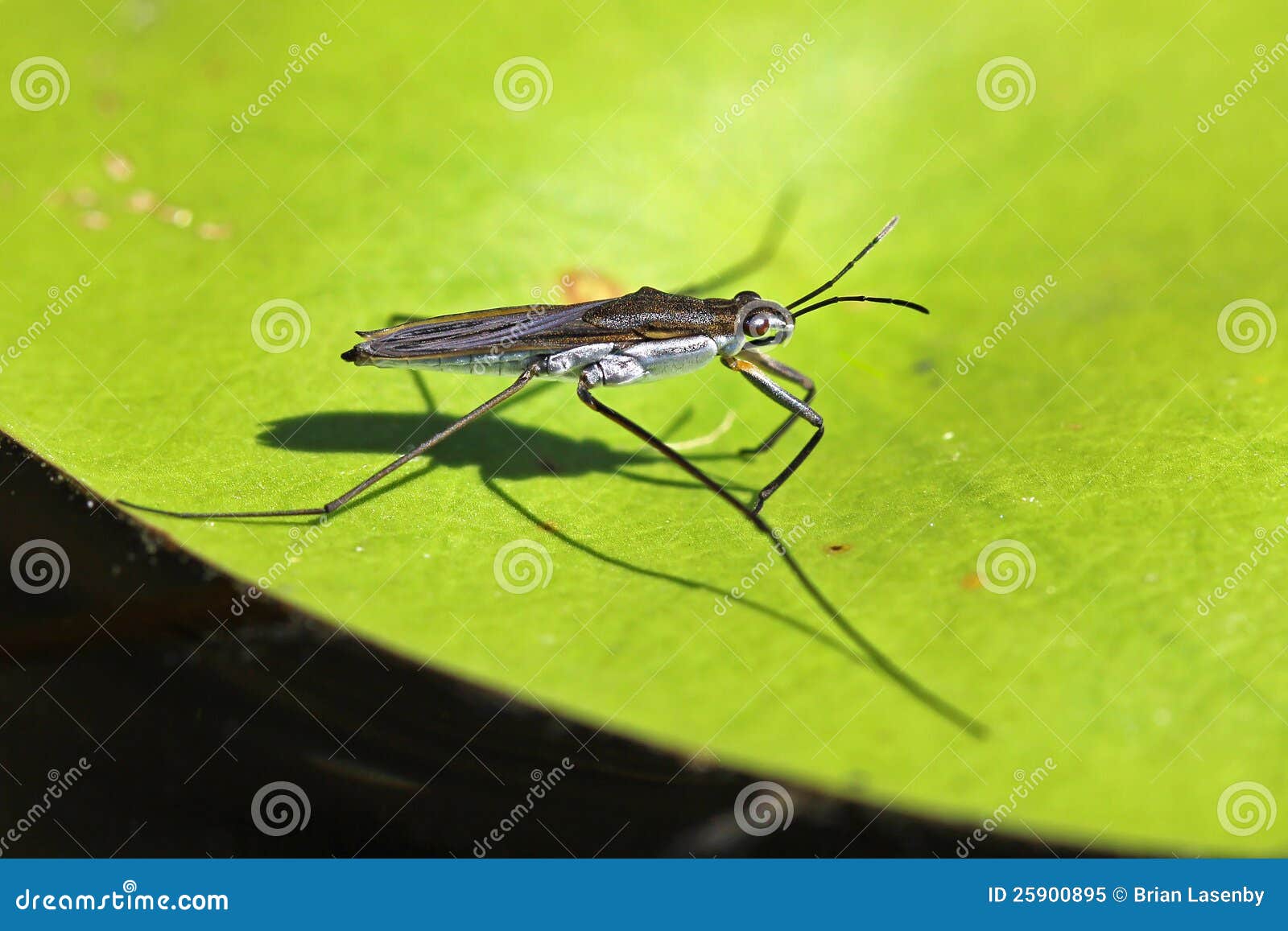 Water Strider on a Lily Pad Stock Image - Image of predator, floating ...