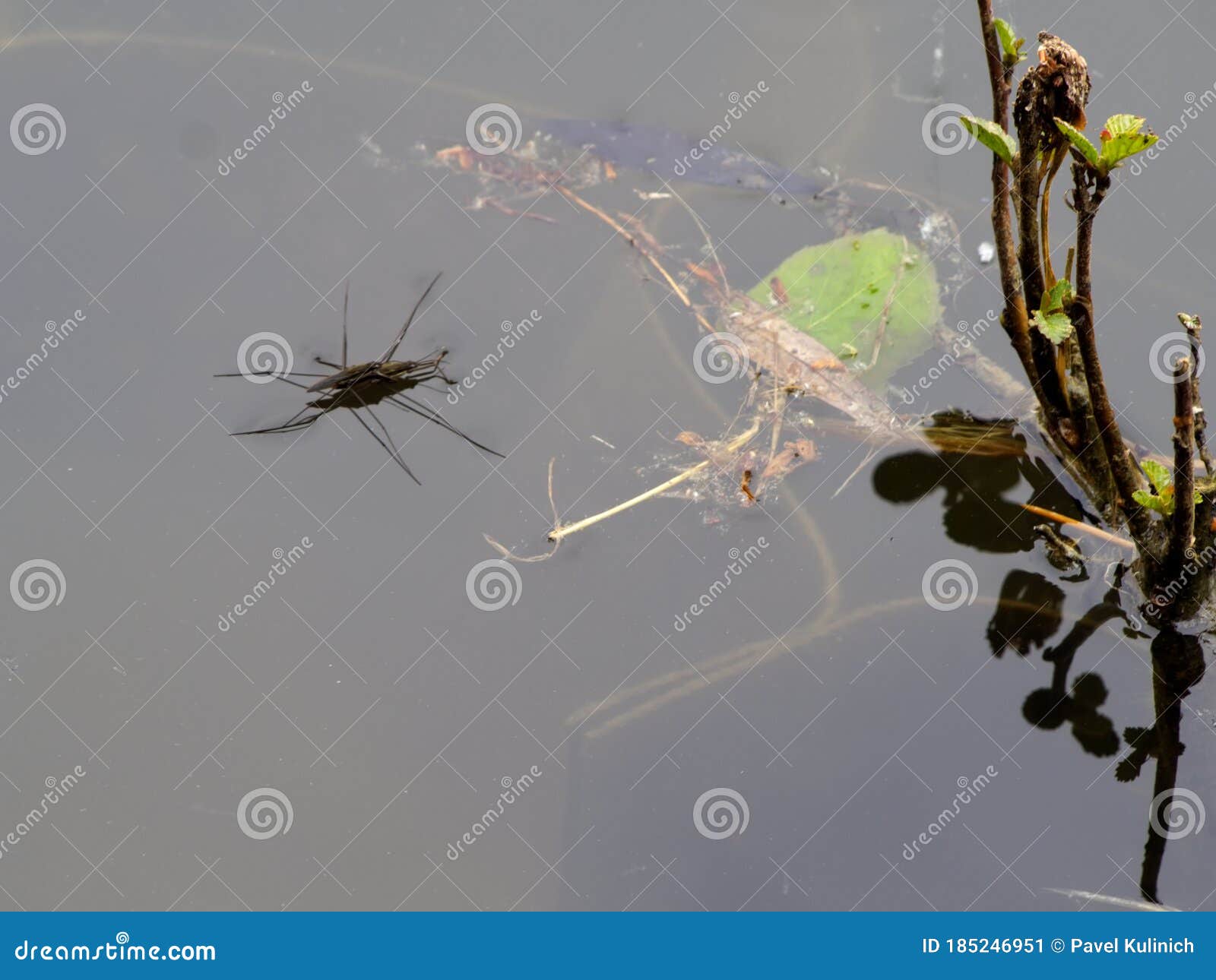 Jesus Bug on the Water Surface of Pond Stock Image - Image of weather ...