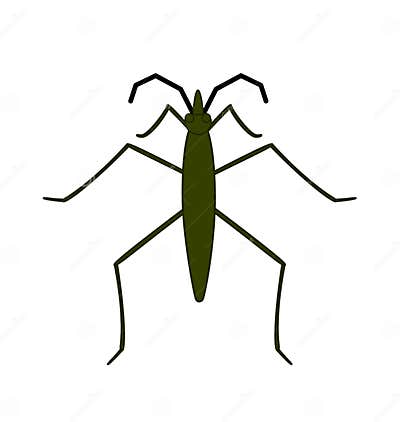 Water Strider Vector stock vector. Illustration of sign - 94291693