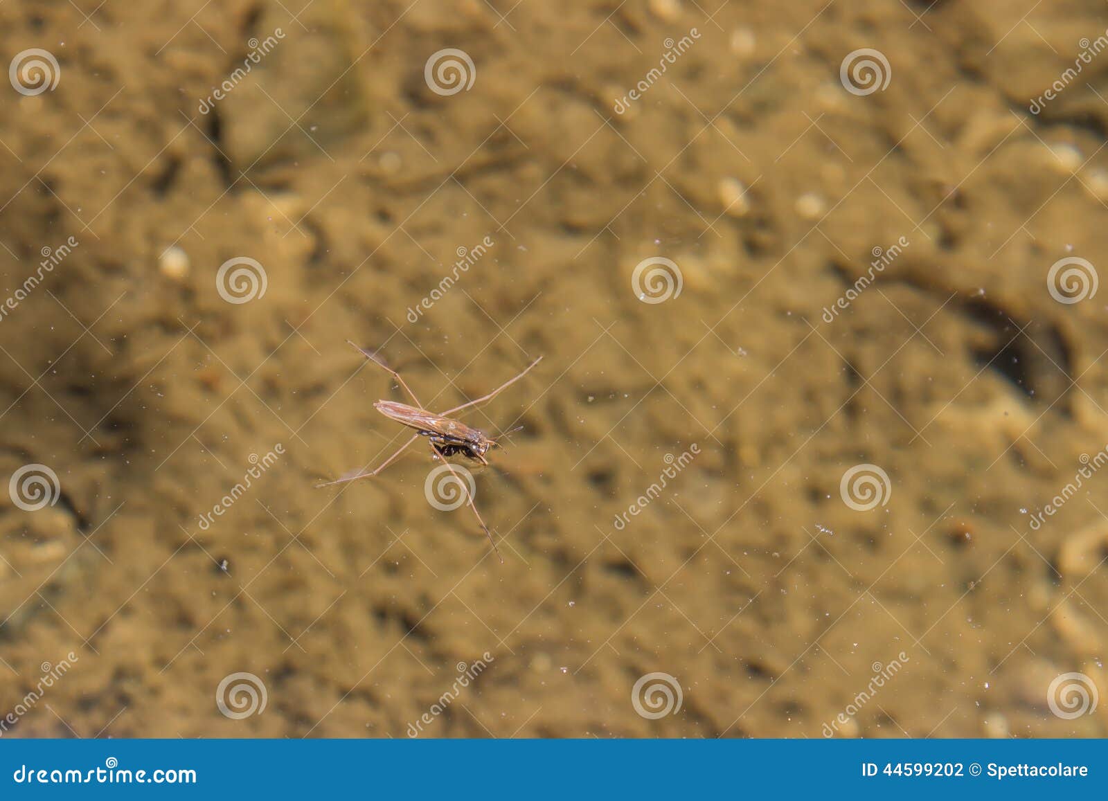 Water Strider on a Water Surface Eating an Ant 2 Stock Photo - Image of ...