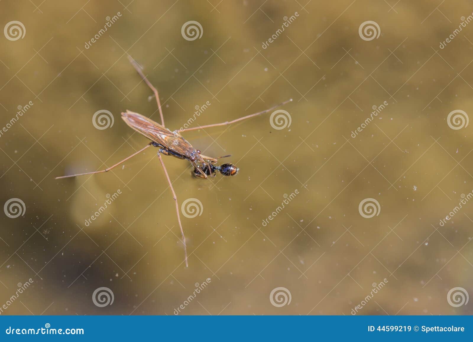 Water Strider on a Water Surface Eating an Ant Stock Image - Image of ...
