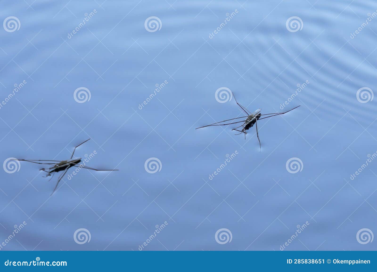 Water Striders (Gerridae Species) on Lake Surface Stock Image - Image ...