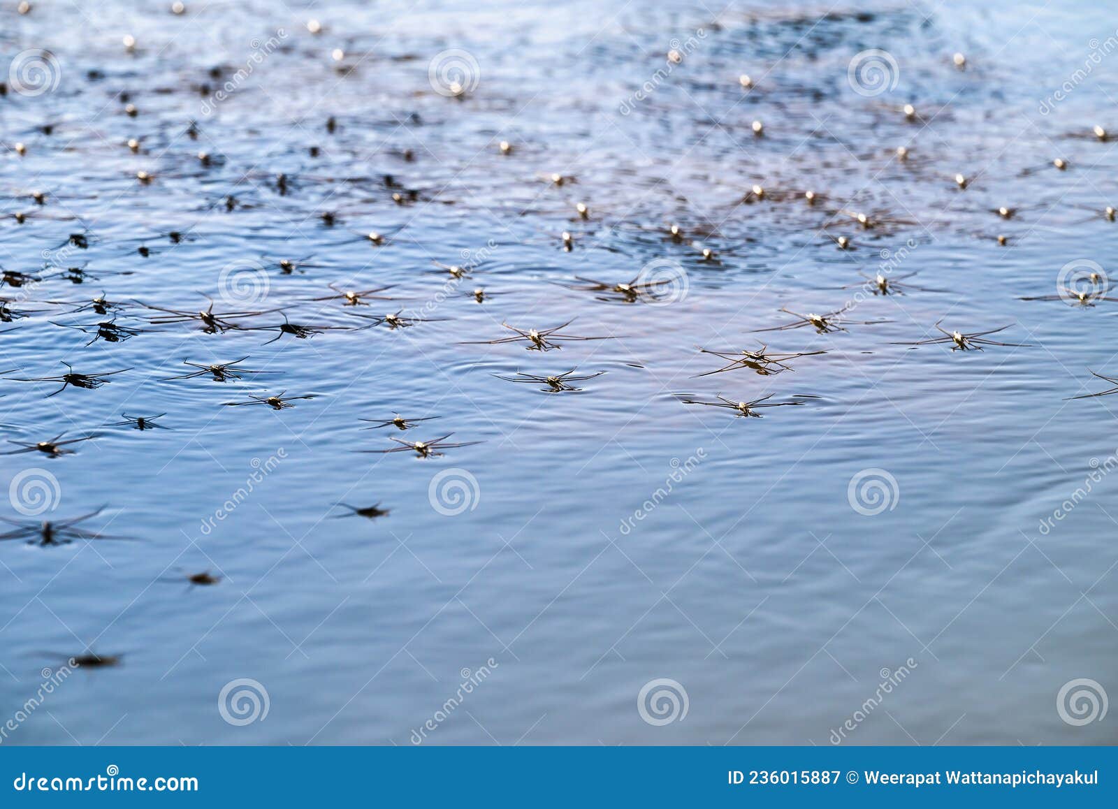 Water Striders Stock Photography | CartoonDealer.com #52022846
