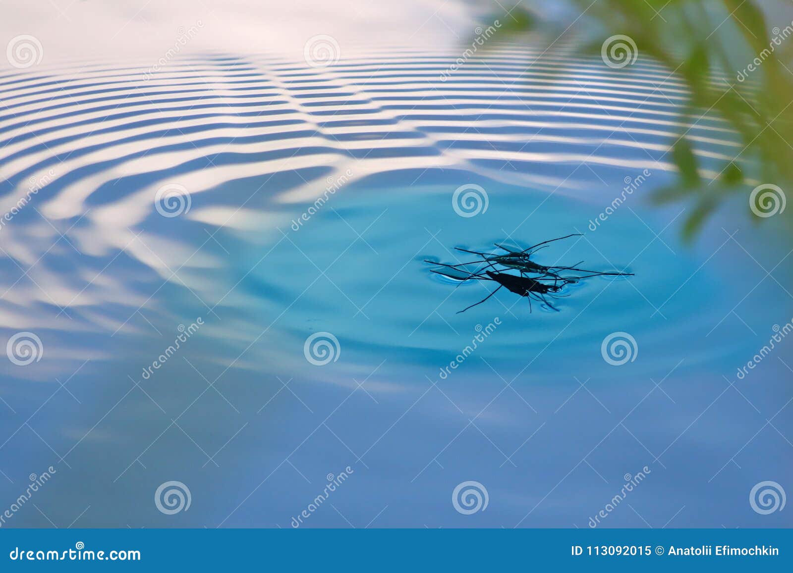 Water Striders Stock Photography | CartoonDealer.com #52022846