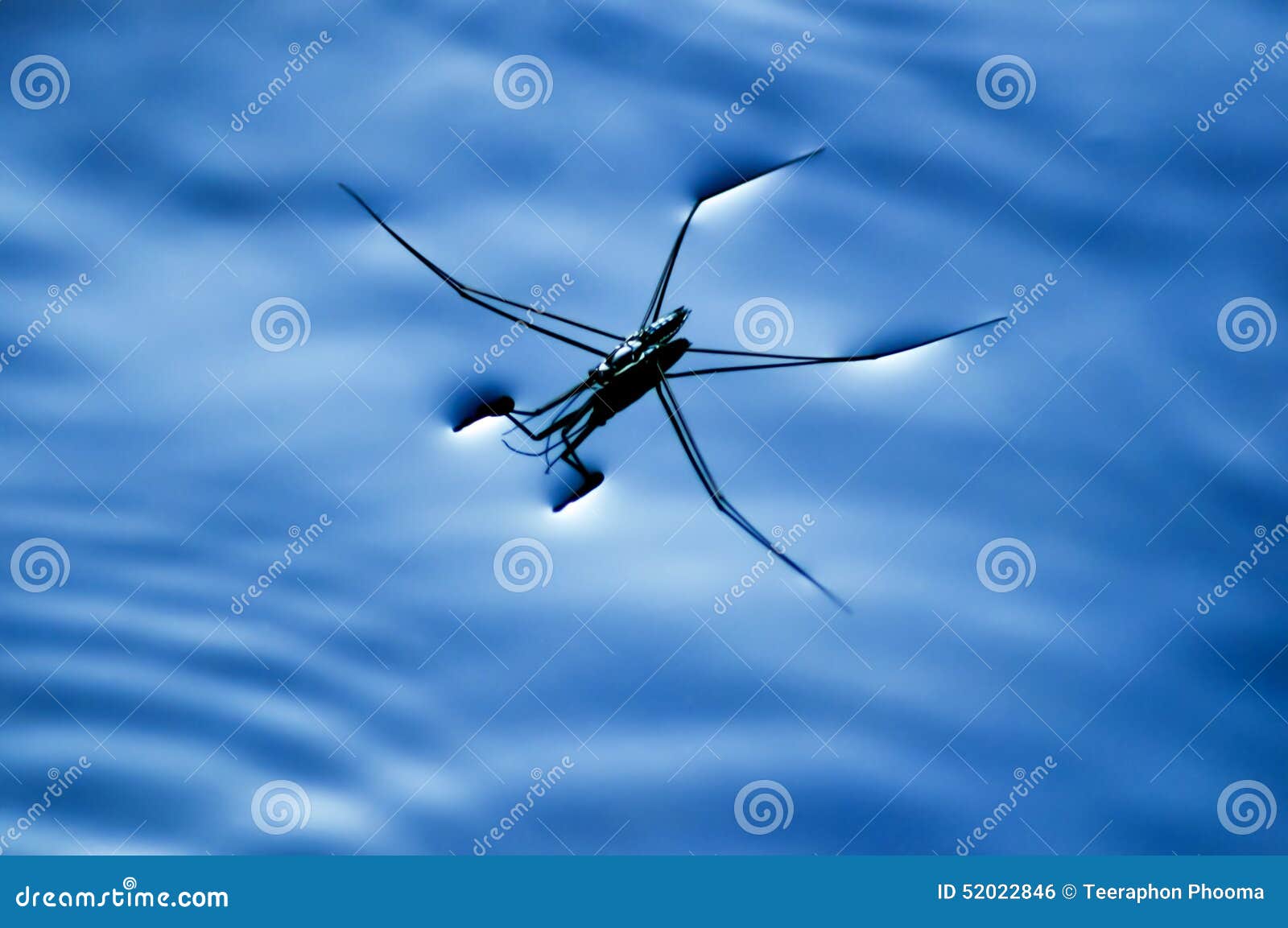 Water Striders stock photo. Image of skaters, insect - 52022846