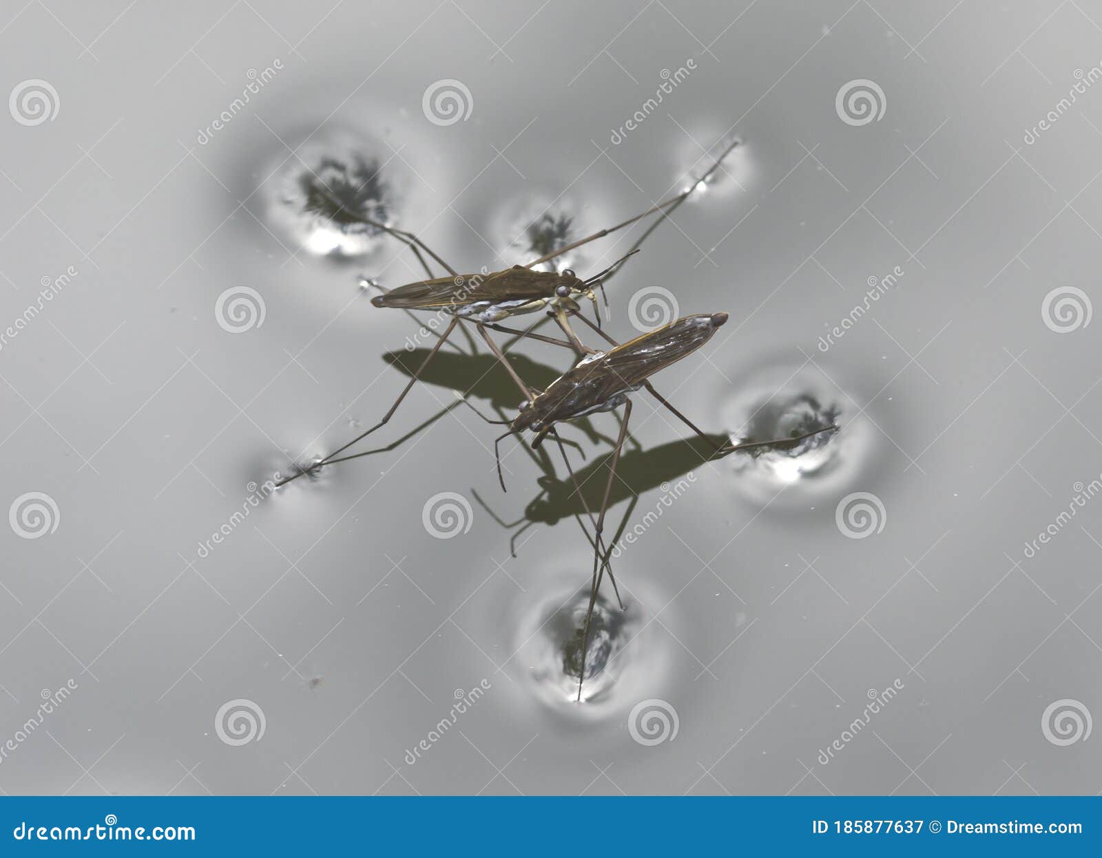 Water Striders on Reflecting Water Surface Stock Image - Image of ...