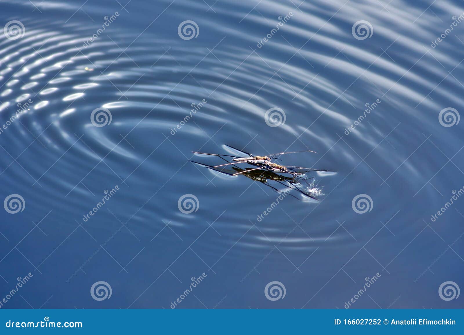 Gerridae Water Striders