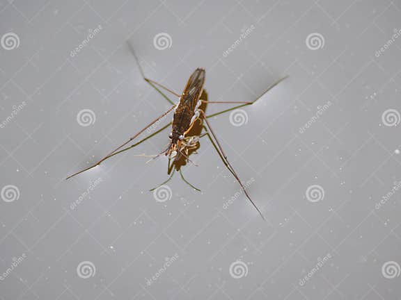 Water Striders on Water. Reflections in a Pond Stock Image - Image of ...