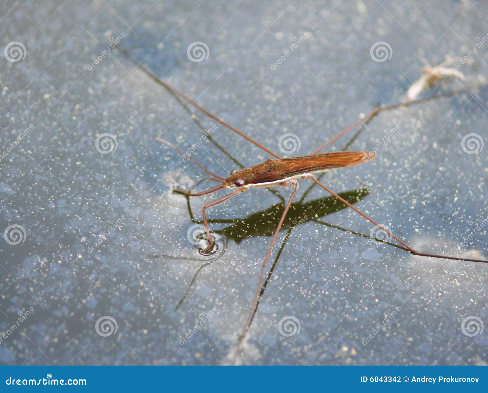 Water Striders on Water. Reflections in a Pond Stock Photo - Image of ...