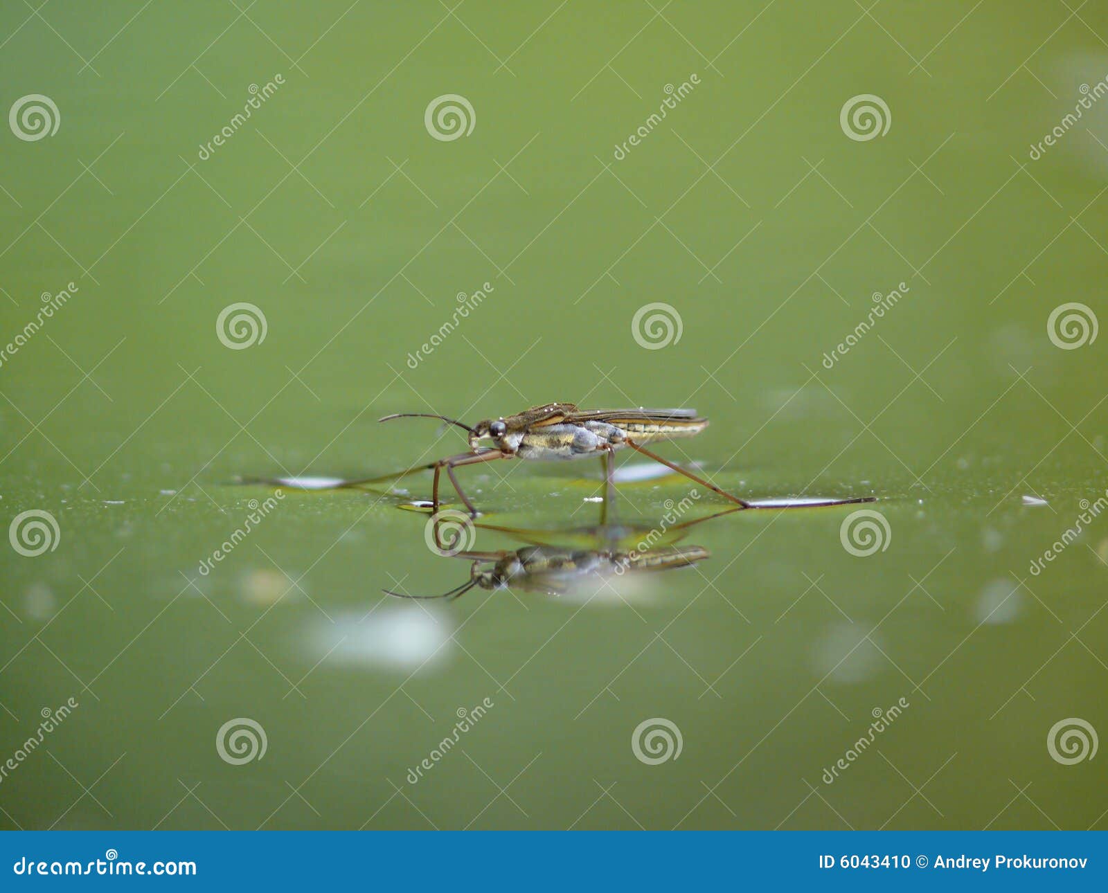 Water Striders on Water. Reflections in a Pond Stock Photo - Image of ...