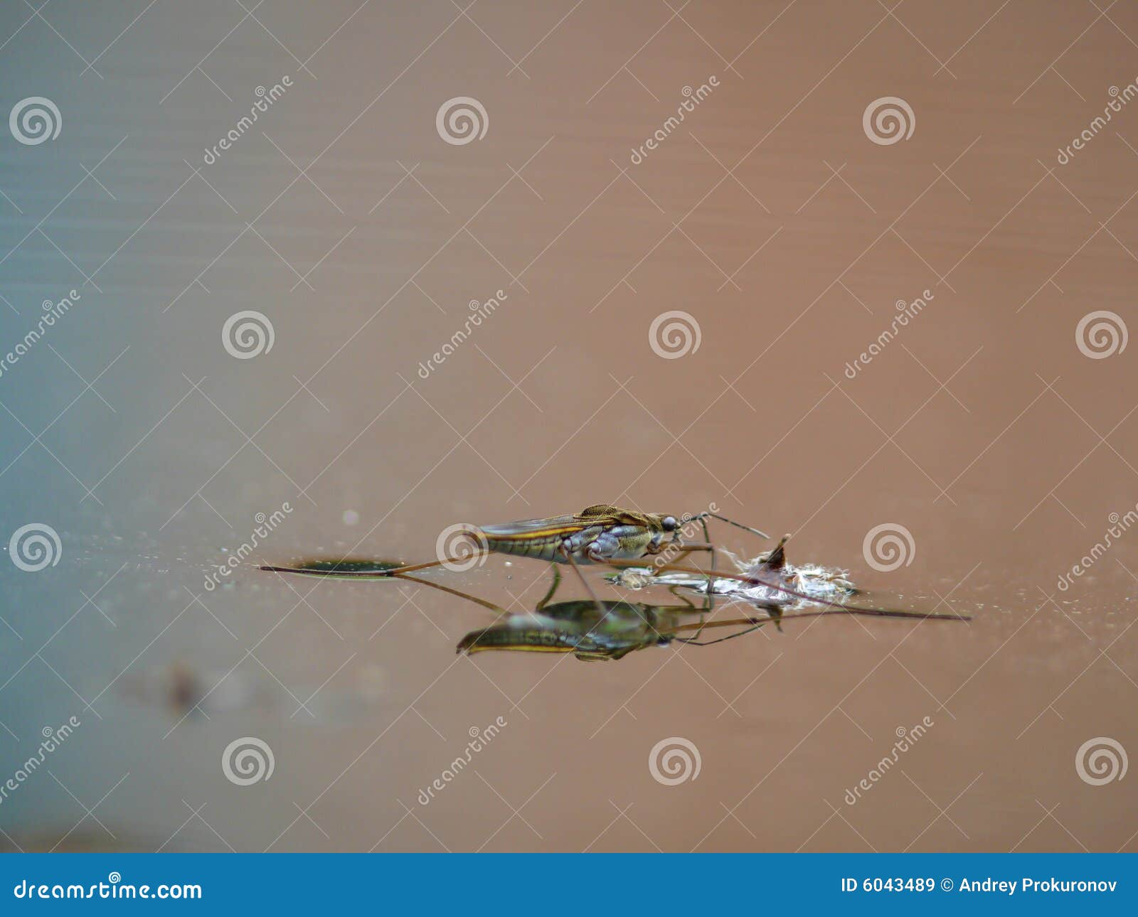 Water Striders on Water. Reflections in a Pond Stock Image - Image of ...