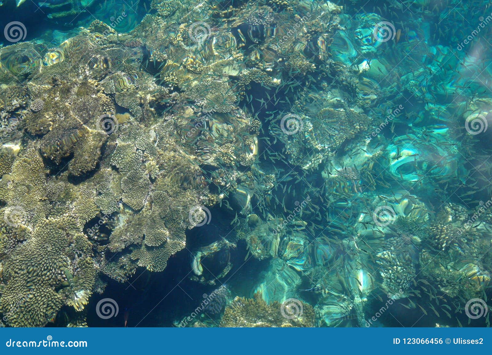 Water surface above coral stock photo. Image of bright - 123066456
