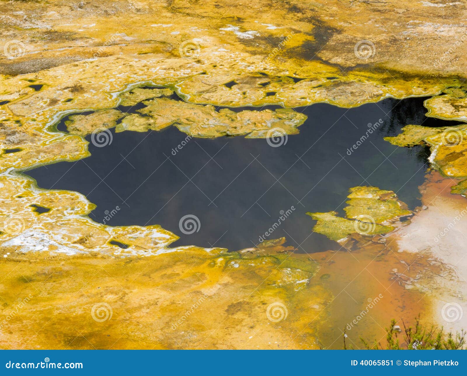 Water Surface Algae Growth Nature Background Stock Image - Image of ...