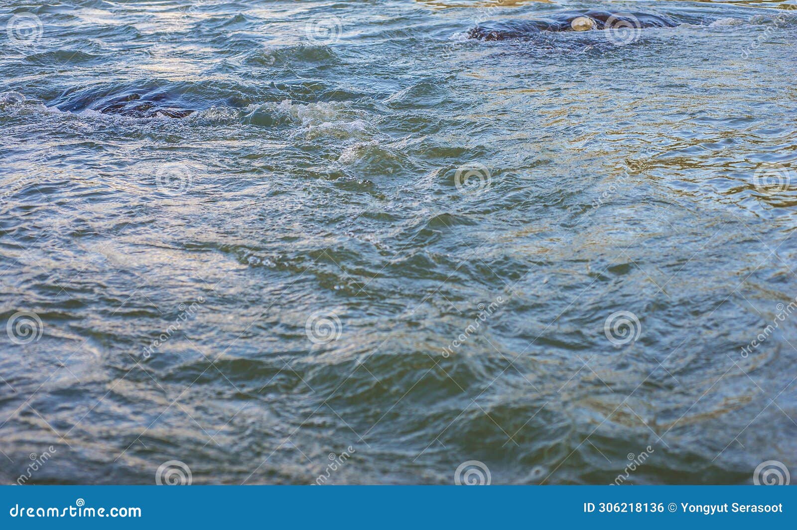 Water Surface from the Perspective of the Eye Level. in the Even Stock ...