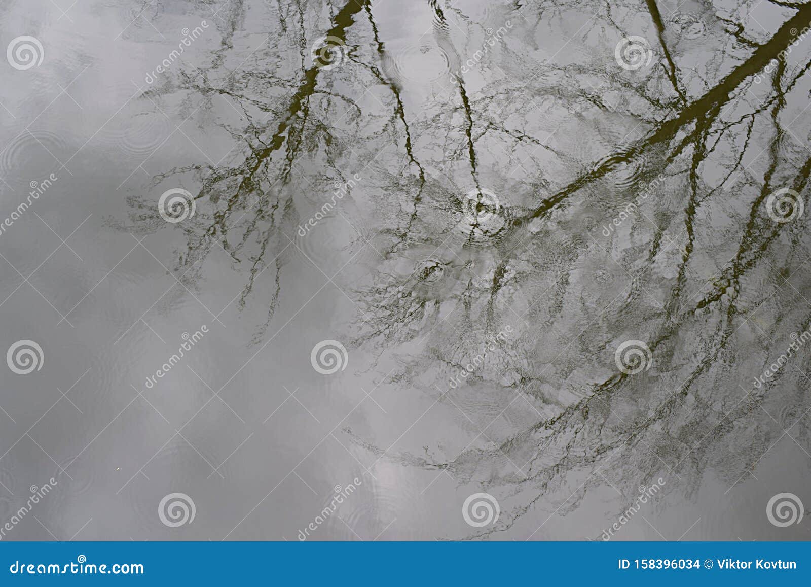 Water Surface during Rain with Reflection of Tree Branches Stock Photo ...