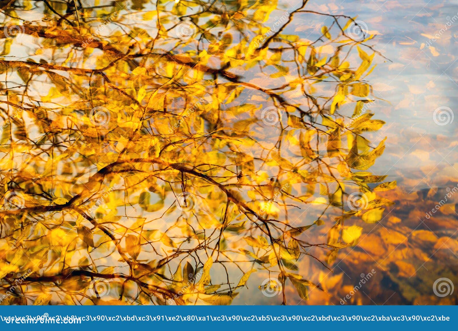 Water Surface with Reflection of Autumn Branches with Leaves ...