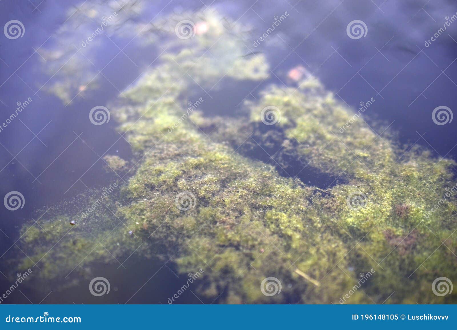 Water Surface with Reflections in the Swamp Stock Image - Image of ...