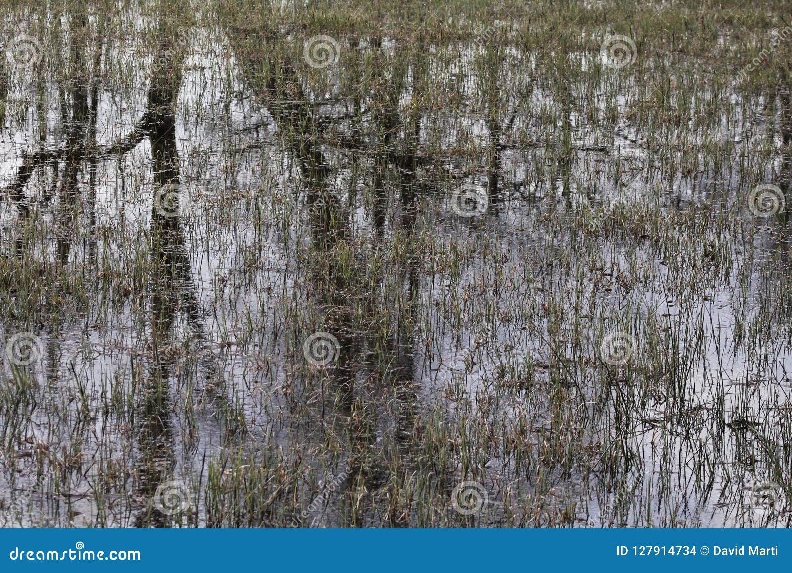 Swamp Pond Reflections stock photo. Image of textural - 127914734