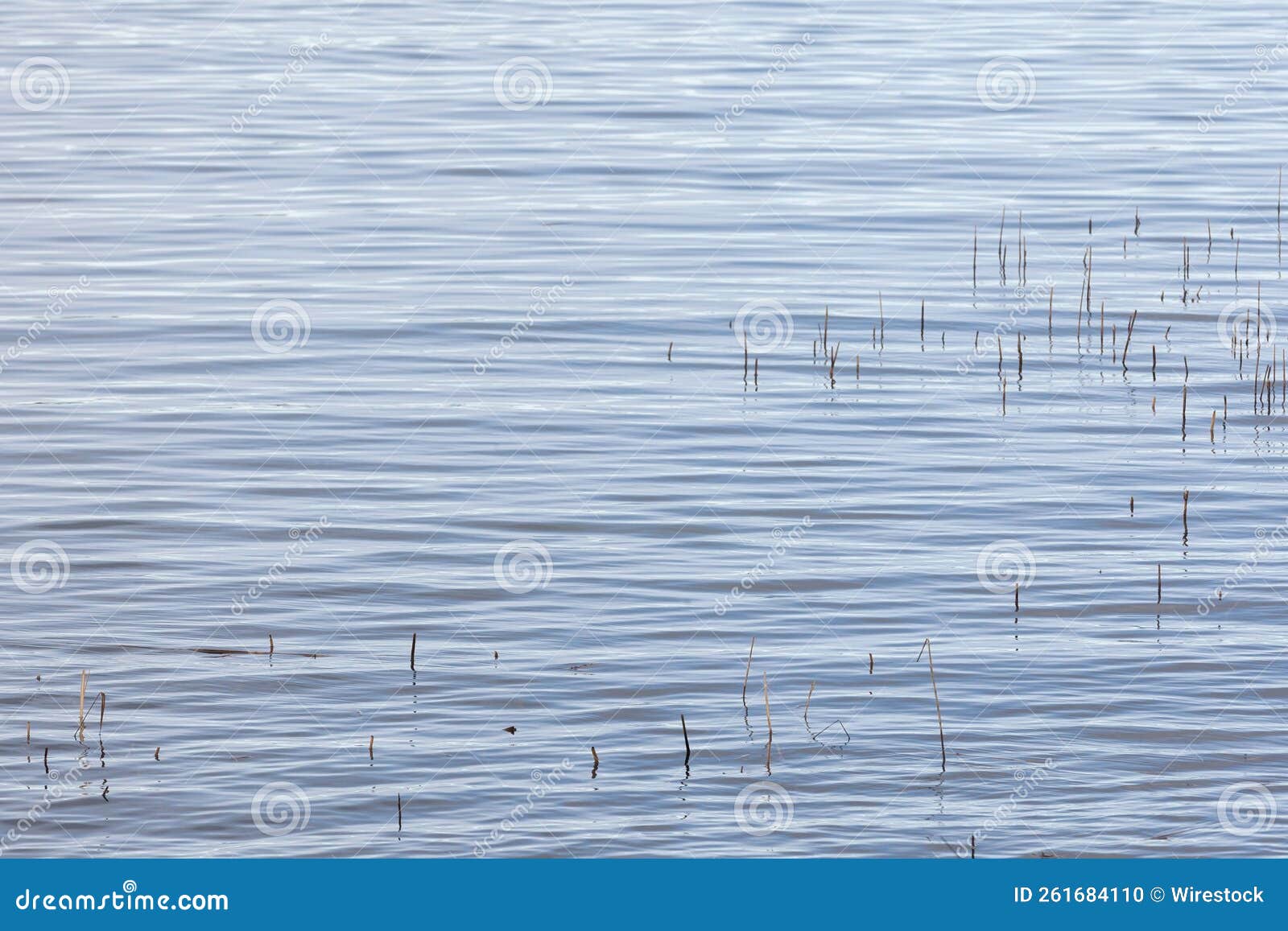 Water Surface with Small Floating Plants for Backgrounds and Overlays ...