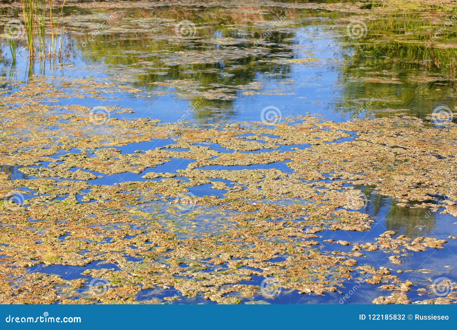 Puddle area stock photo. Image of natural, ecology, swamp - 122185832