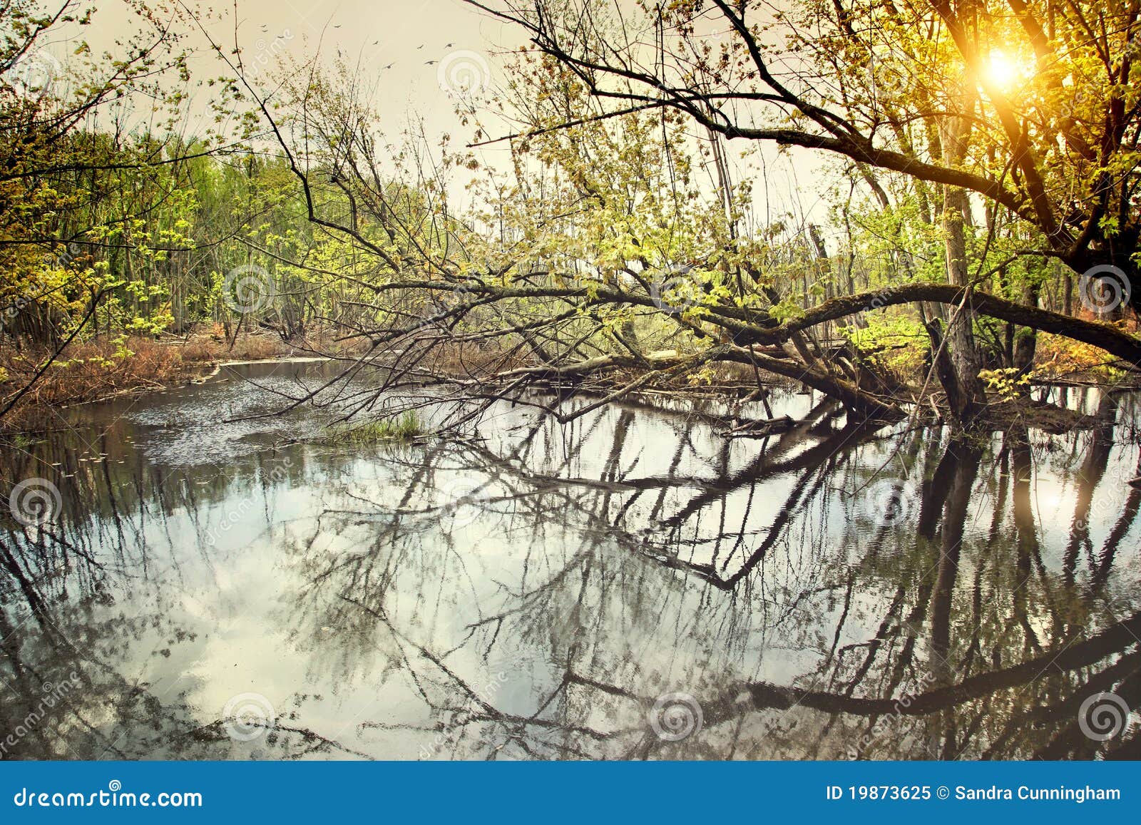 Water Swamp Jayatataka Baray In Angkor, Cambodia Royalty-Free Stock ...
