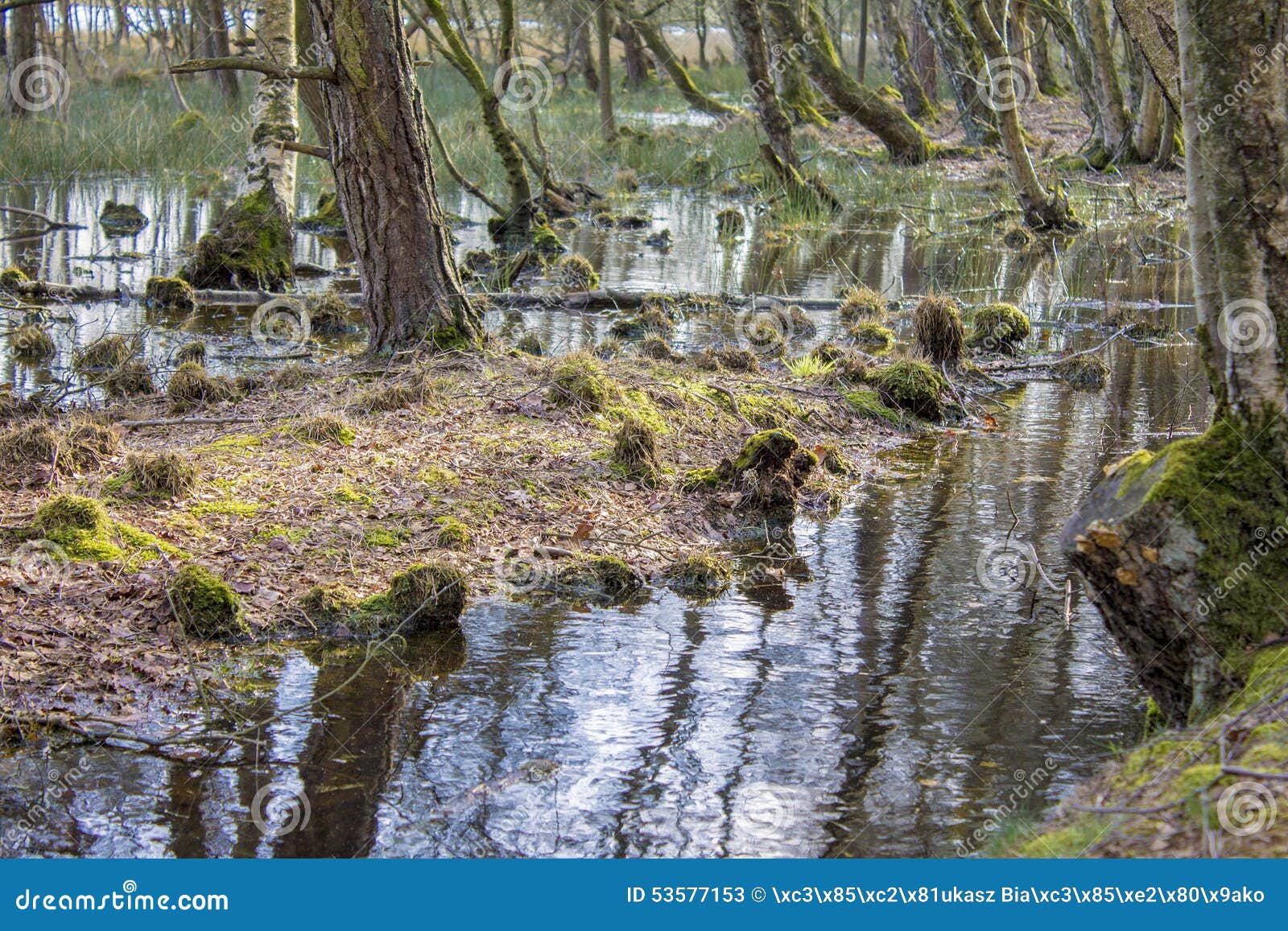 Water Swamp in Early Spring Stock Image - Image of shaft, forest: 53577153