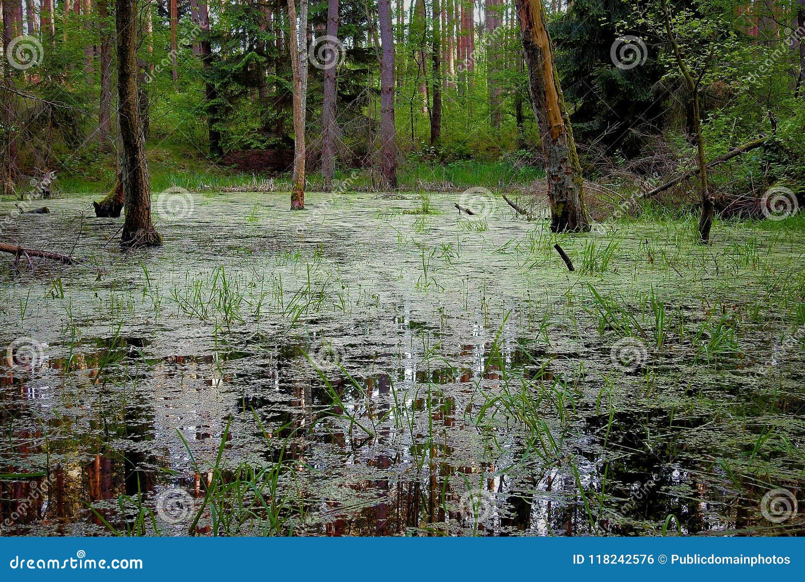 Water, Swamp, Ecosystem, Wetland Picture. Image: 118242576