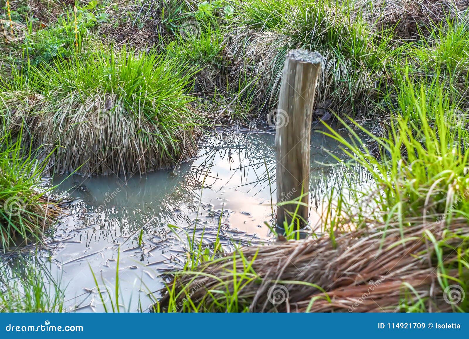 Water in Swamp in a Forest at Spring Stock Image - Image of coastal ...