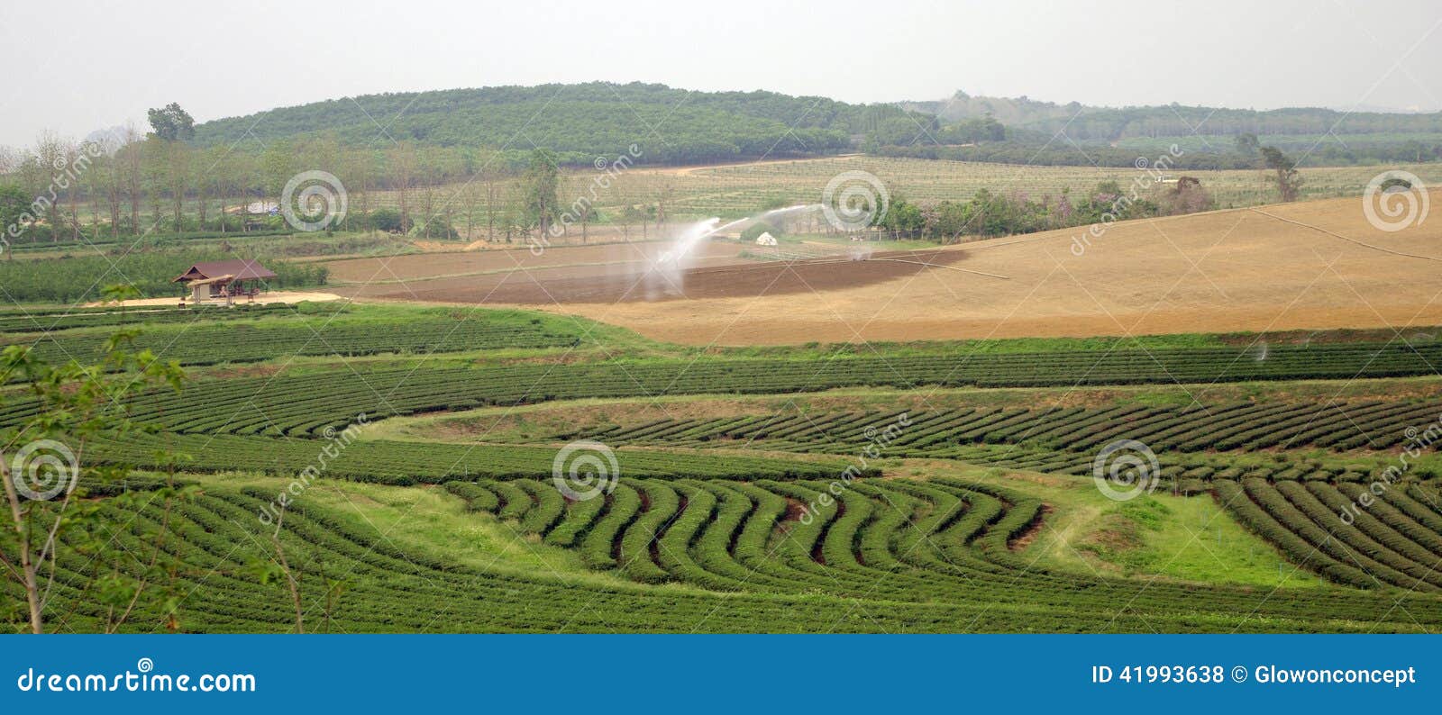 Water System for Agricultural Stock Photo - Image of vegetable ...