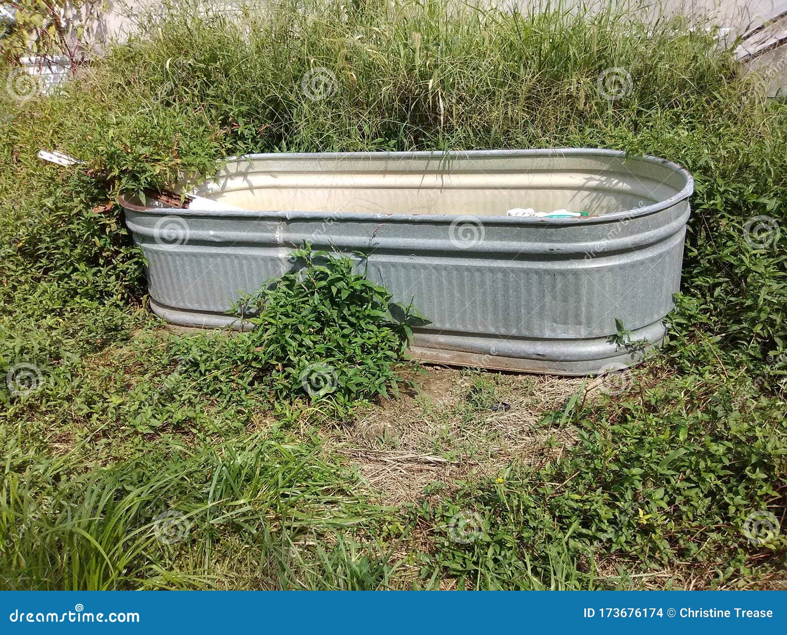 Water Tank for Animals in the Sun Stock Photo - Image of tank, water ...