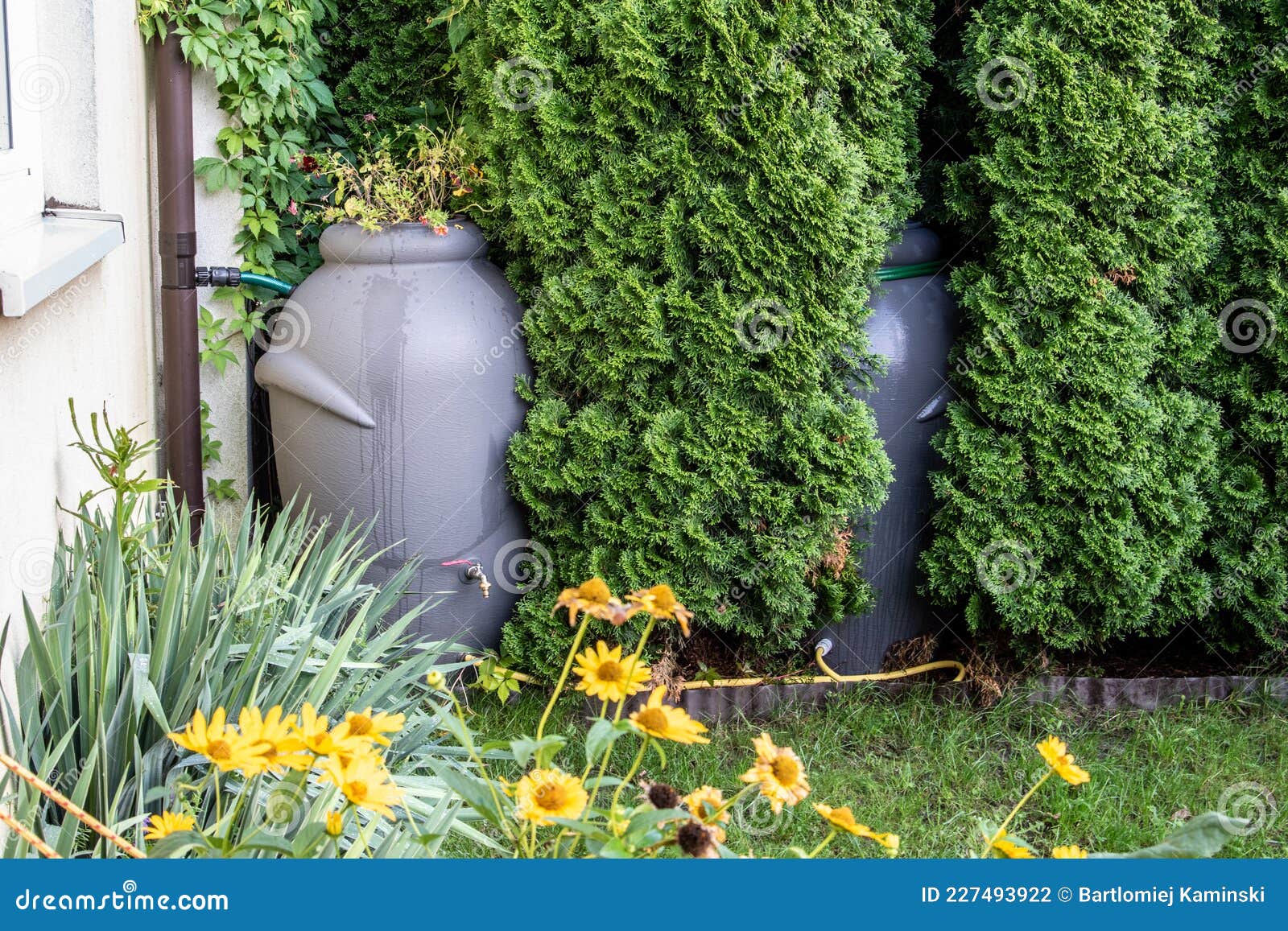 Two Water Tanks Connected To the Gutter. Ecology, Rainwater, Saving the ...