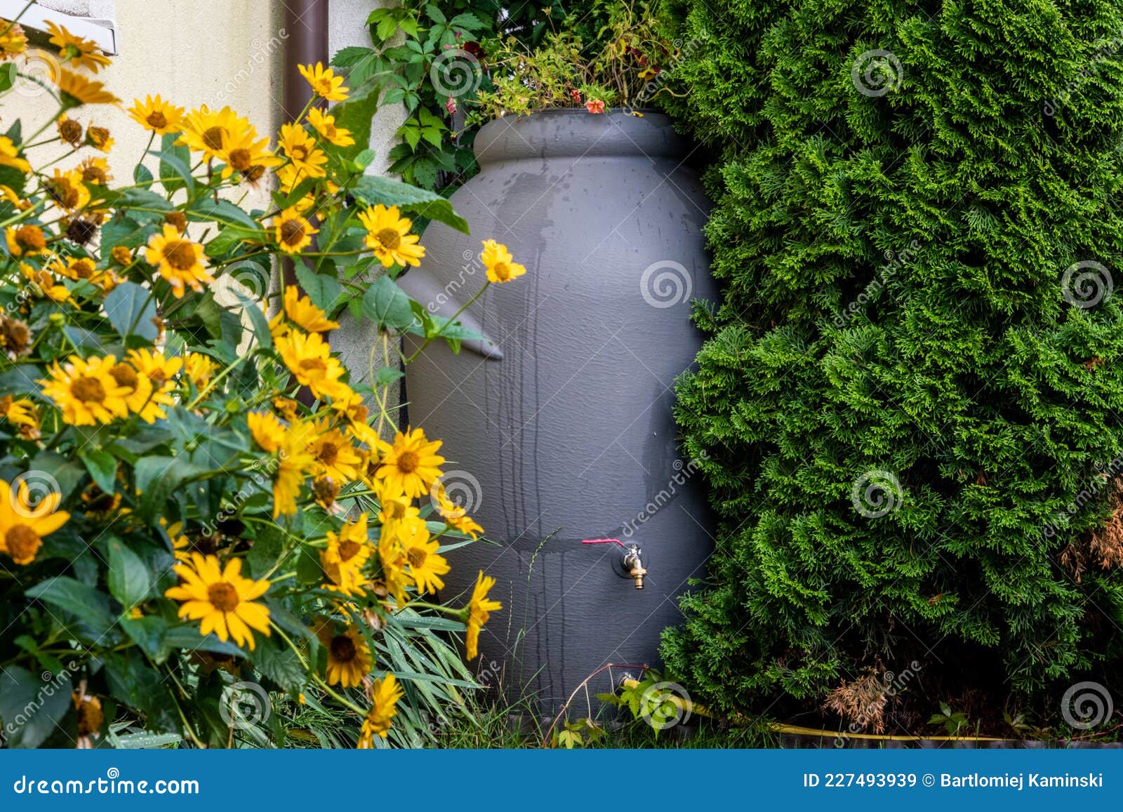 Garden Water Tank. Water Tanks Connected To the Gutter. Stock Image ...