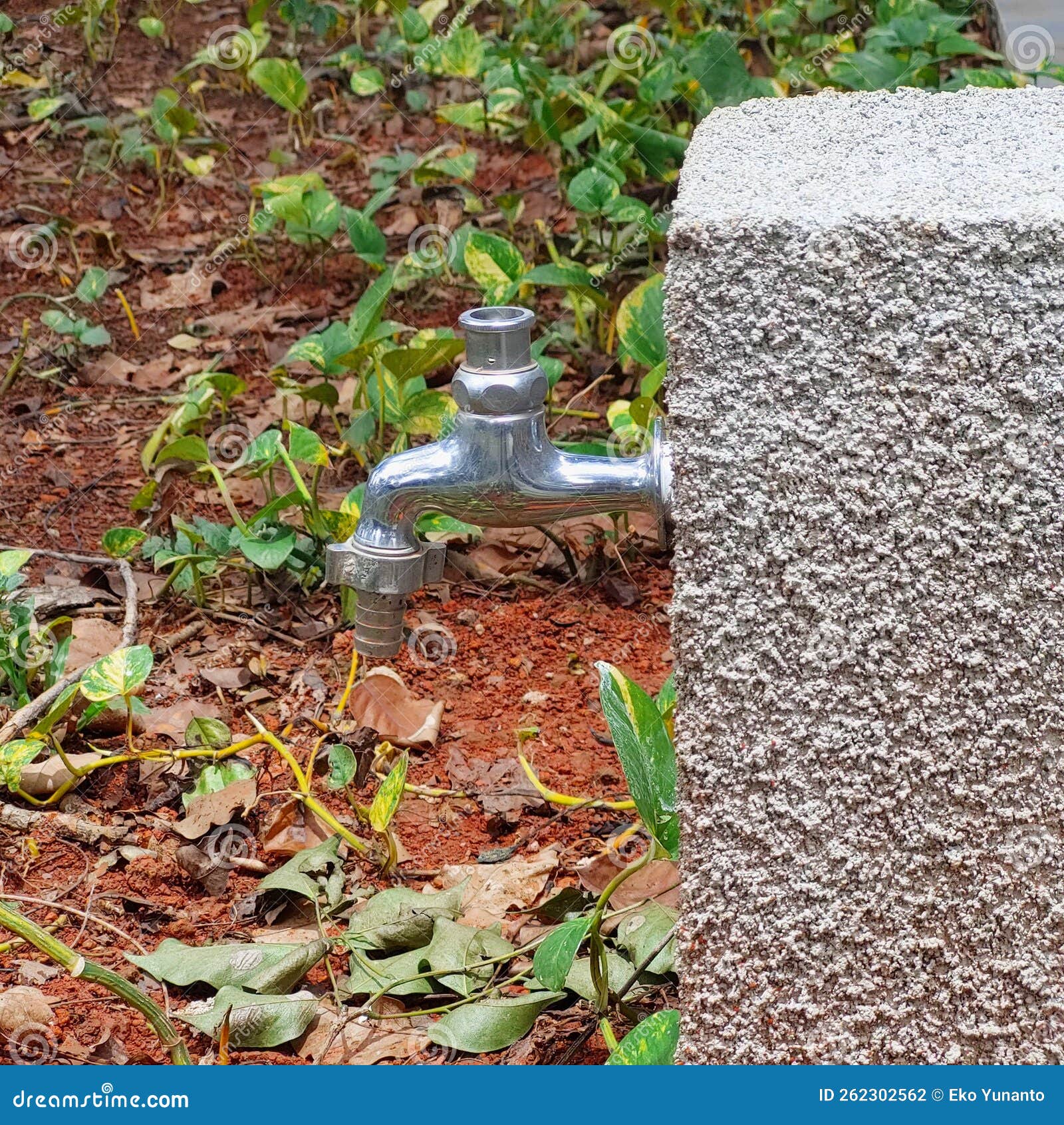 Water Tap for Watering Plants Stock Photo - Image of plants, yard ... Water Tap for Watering Plants Stock Photo - Image of plants, yard ...