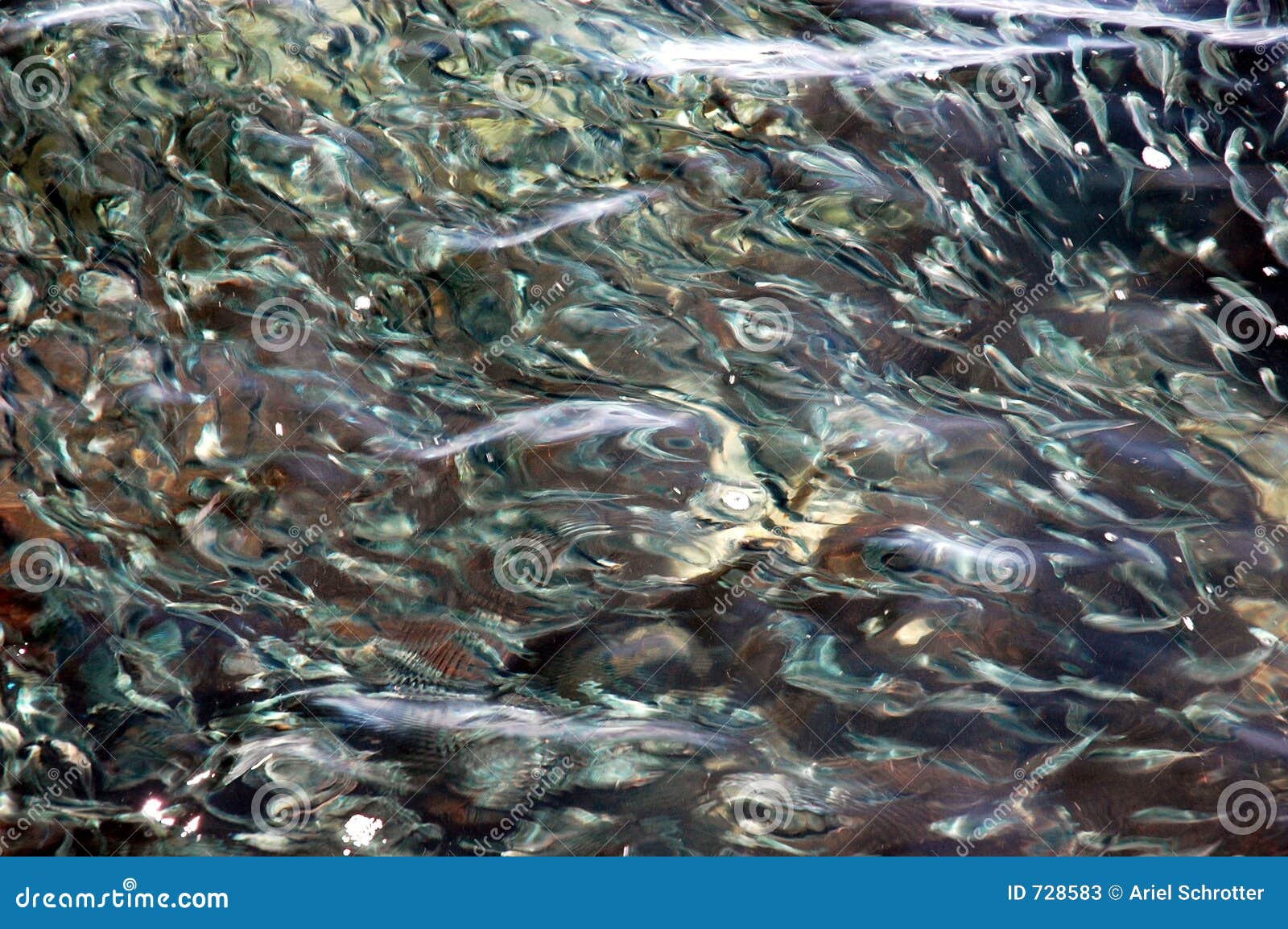 Water Texture Picture. Image: 728583