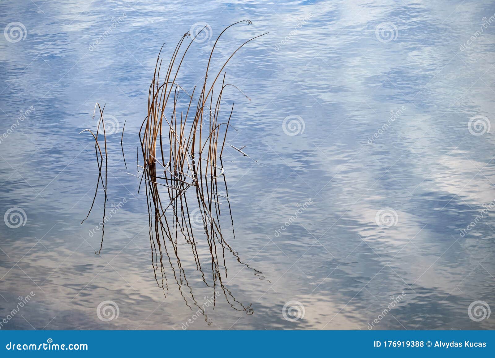 Water Texture in the Spring Morning Stock Photo - Image of flora, life ...