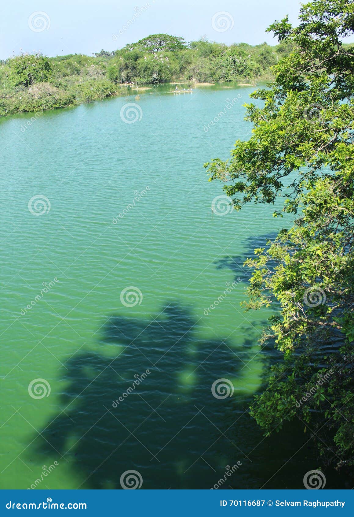 Water Texture with Tree Shadow Stock Image - Image of natural, night ...