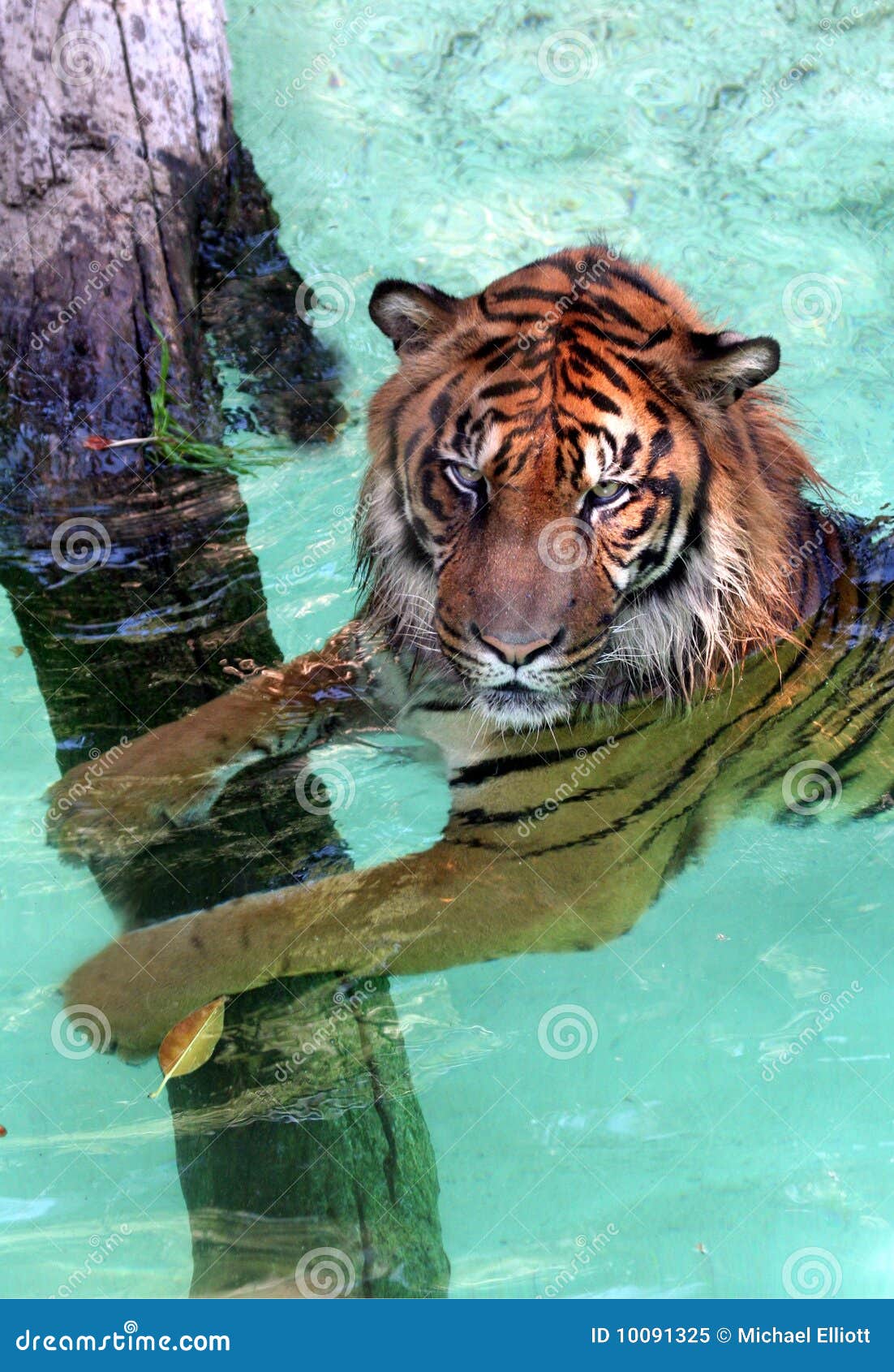 Water Tiger stock image. Image of hunt, eyes, bengal - 10091325