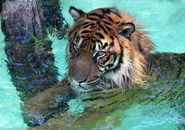 Water Tiger stock image. Image of float, danger, cats - 10091329