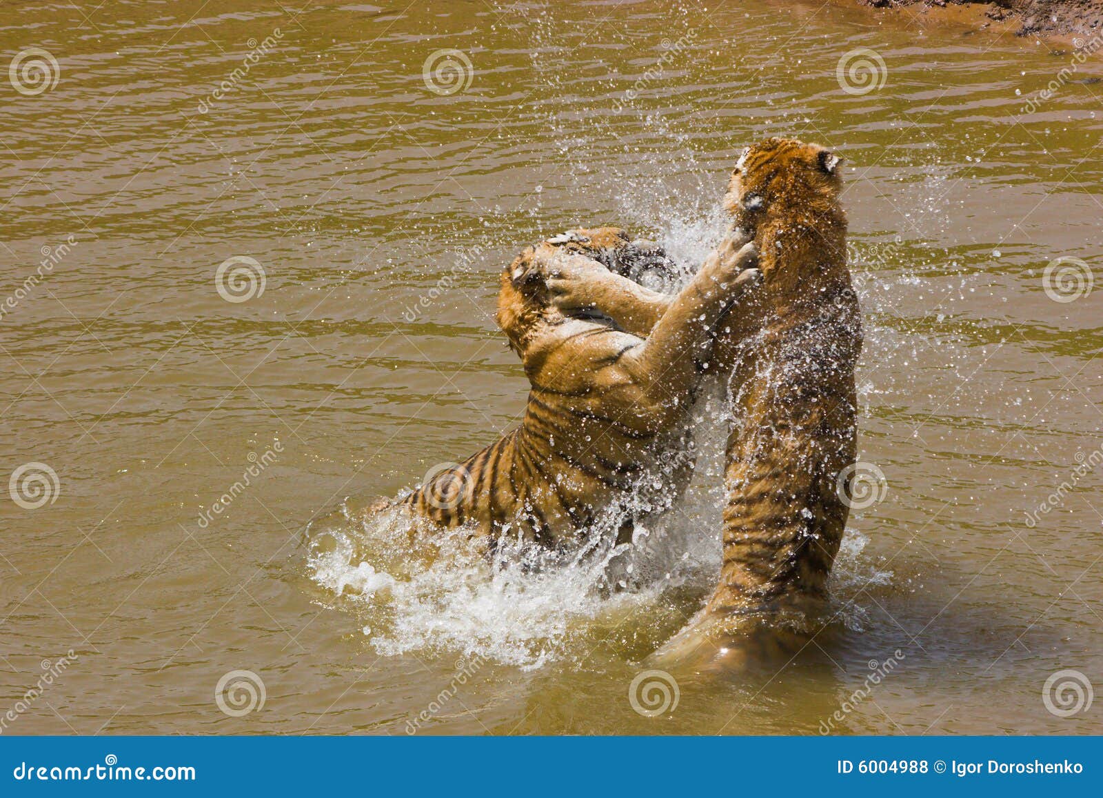 Tiger In Action, Young Tiger Playing With Bone In His Mouth. Siberian ...