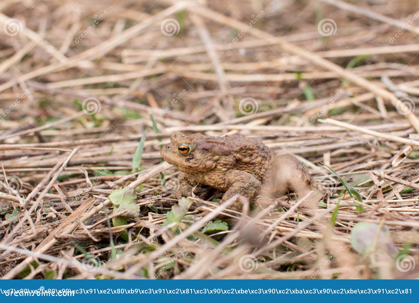 Water toad swamp stock image. Image of toad, frog, spring - 216247895