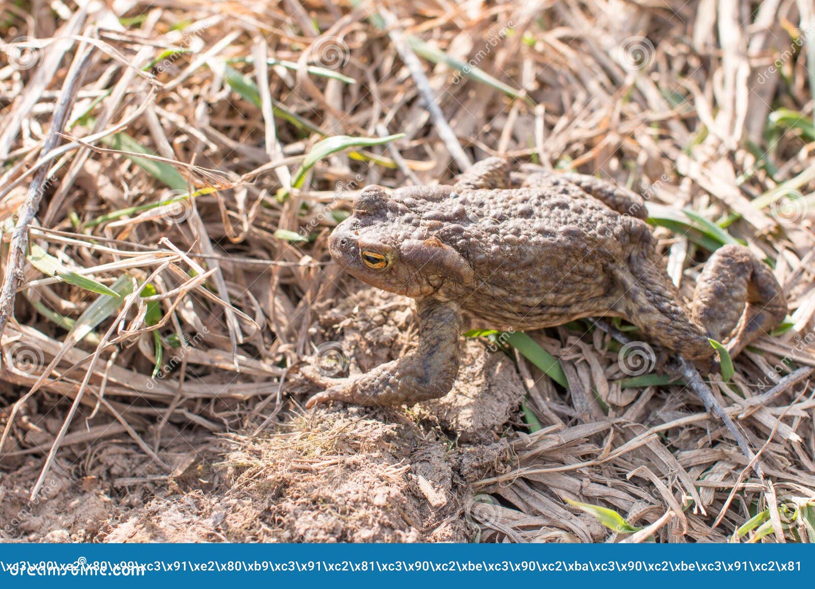 Water toad swamp stock photo. Image of spring, amphibious - 216247892