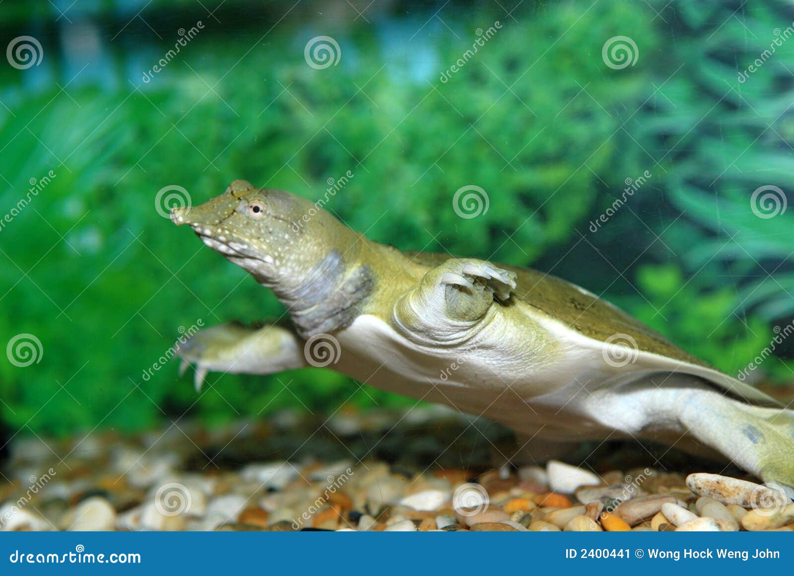Water tortoise stock image. Image of living, reptile, gardens - 2400441